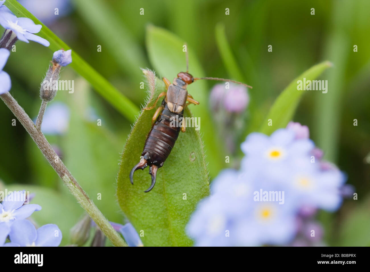A Common earwig, Forficula auricularia Stock Photo - Alamy