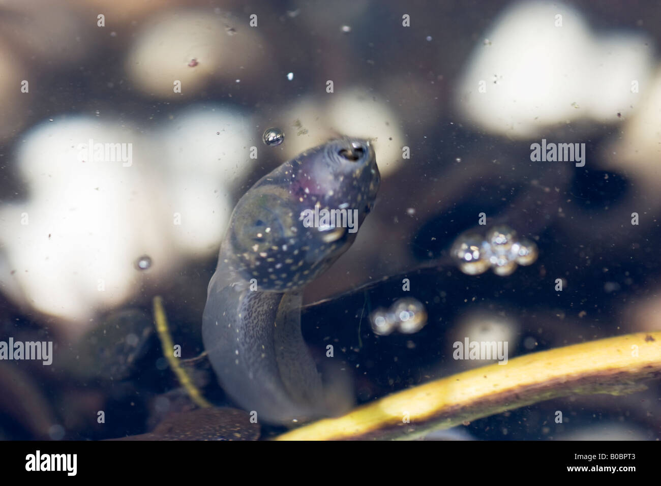 Pollywog poliwag polliwog amphibian hi-res stock photography and images ...