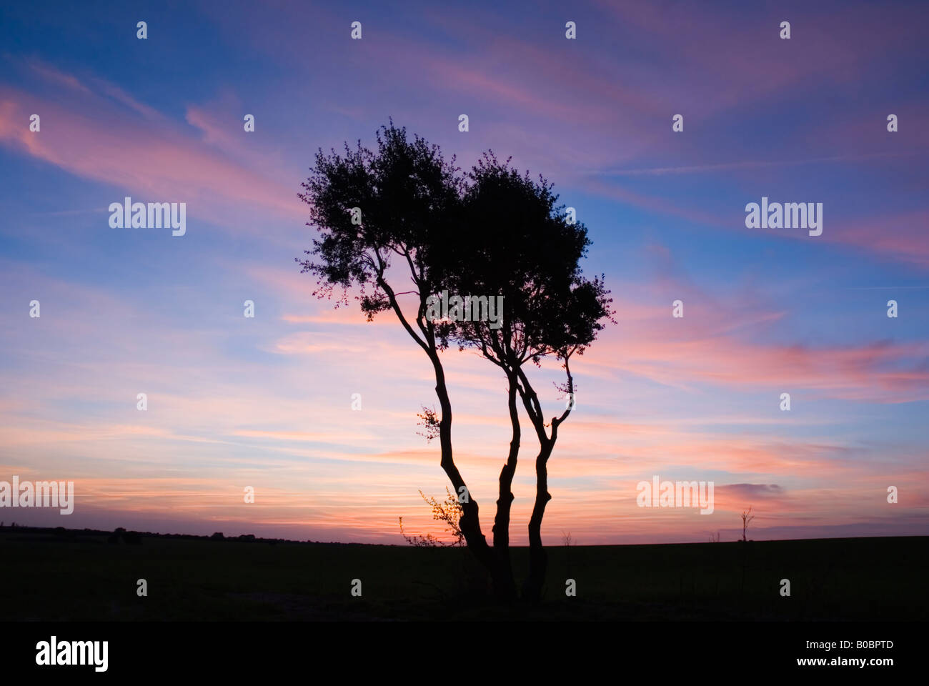 árbol de troncos hi-res stock photography and images - Alamy
