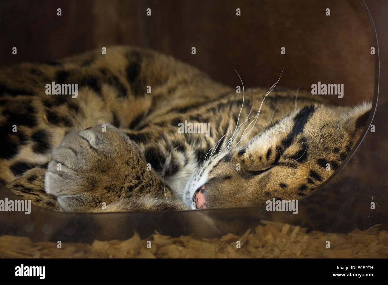 Clouded leopard spots hi-res stock photography and images - Alamy