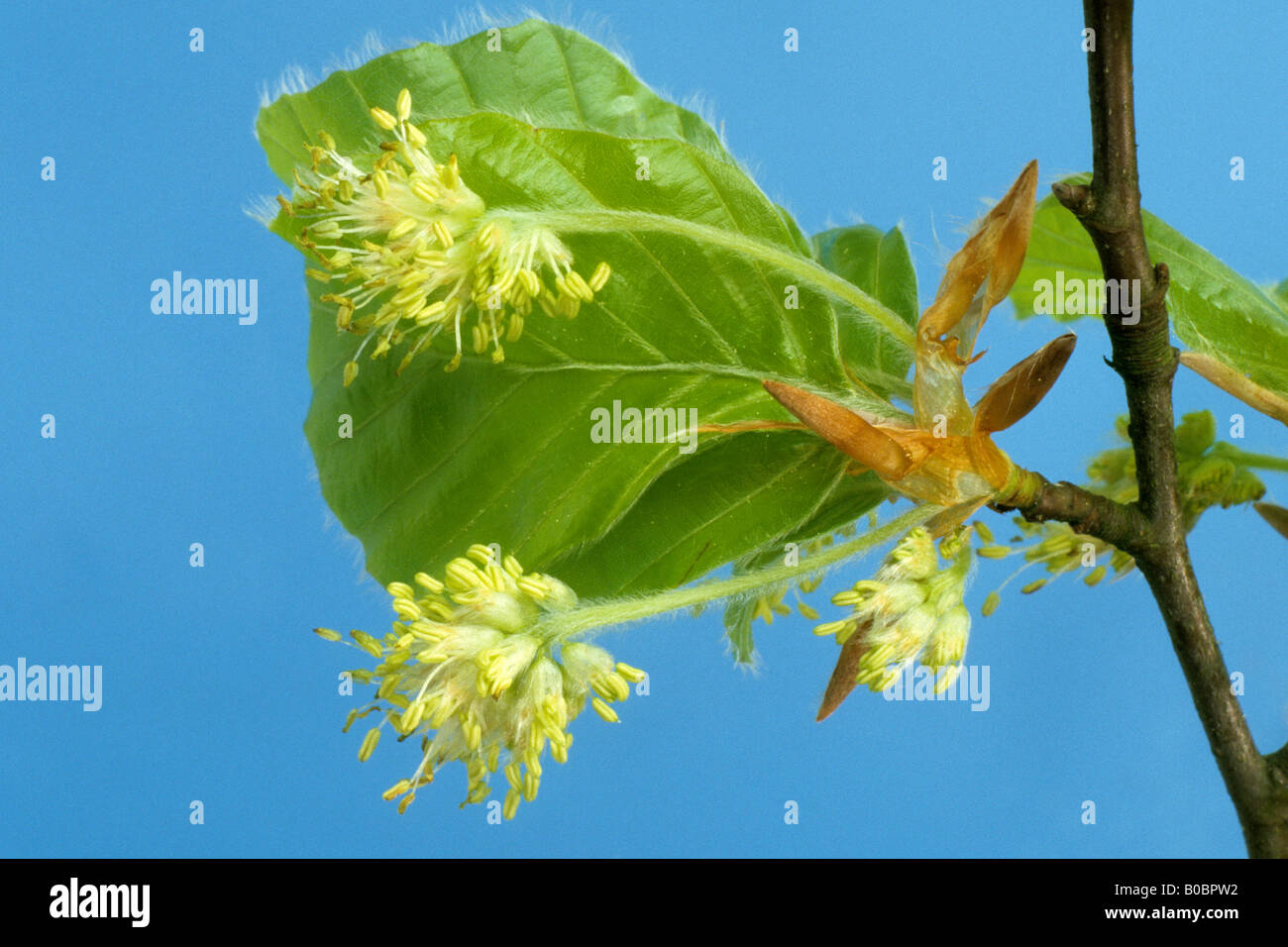 Common Beech (Fagus sylvatica), flowering twig with fresh leaves and ...