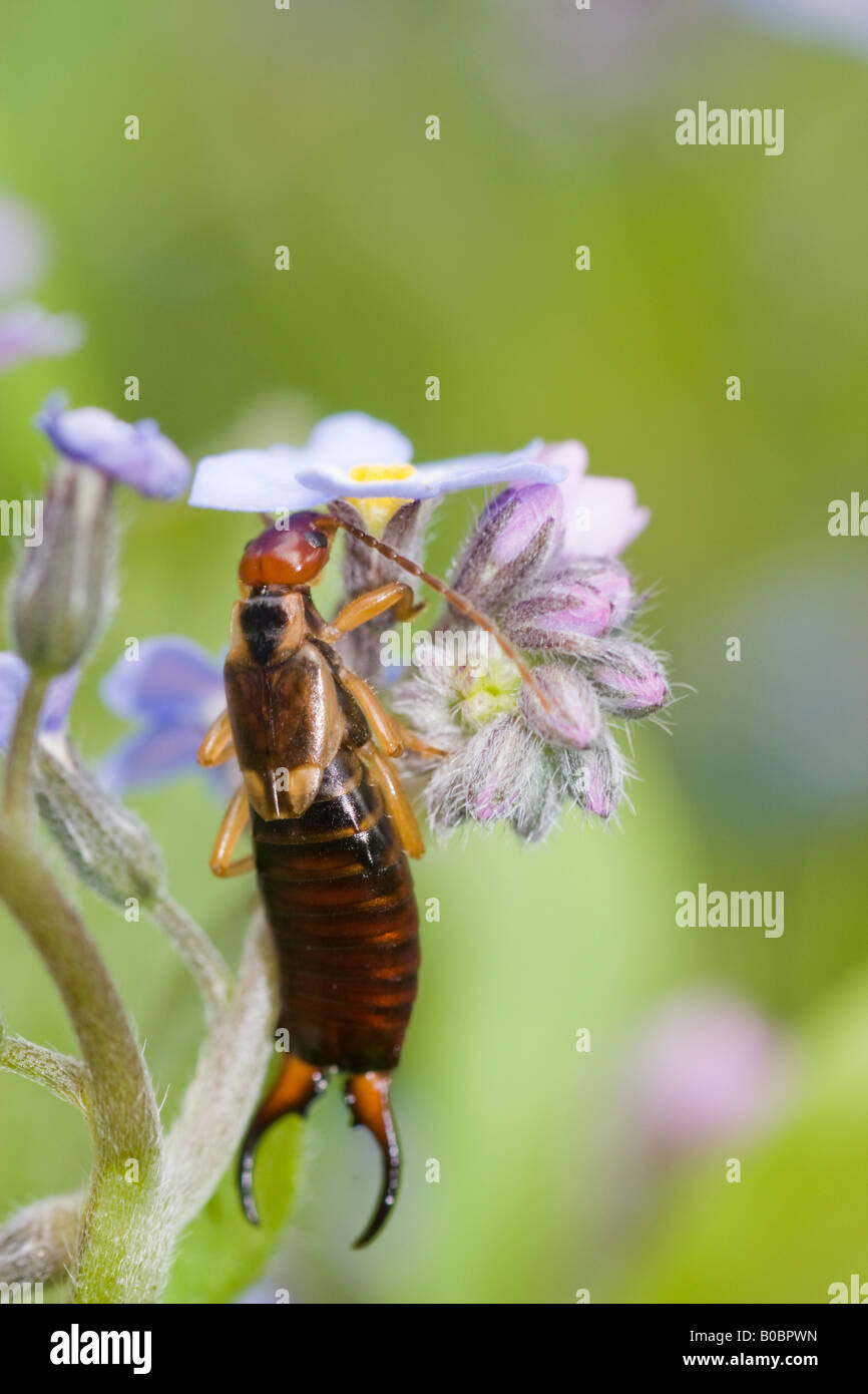 A Common earwig, Forficula auricularia, feeding on flower buds of a ...