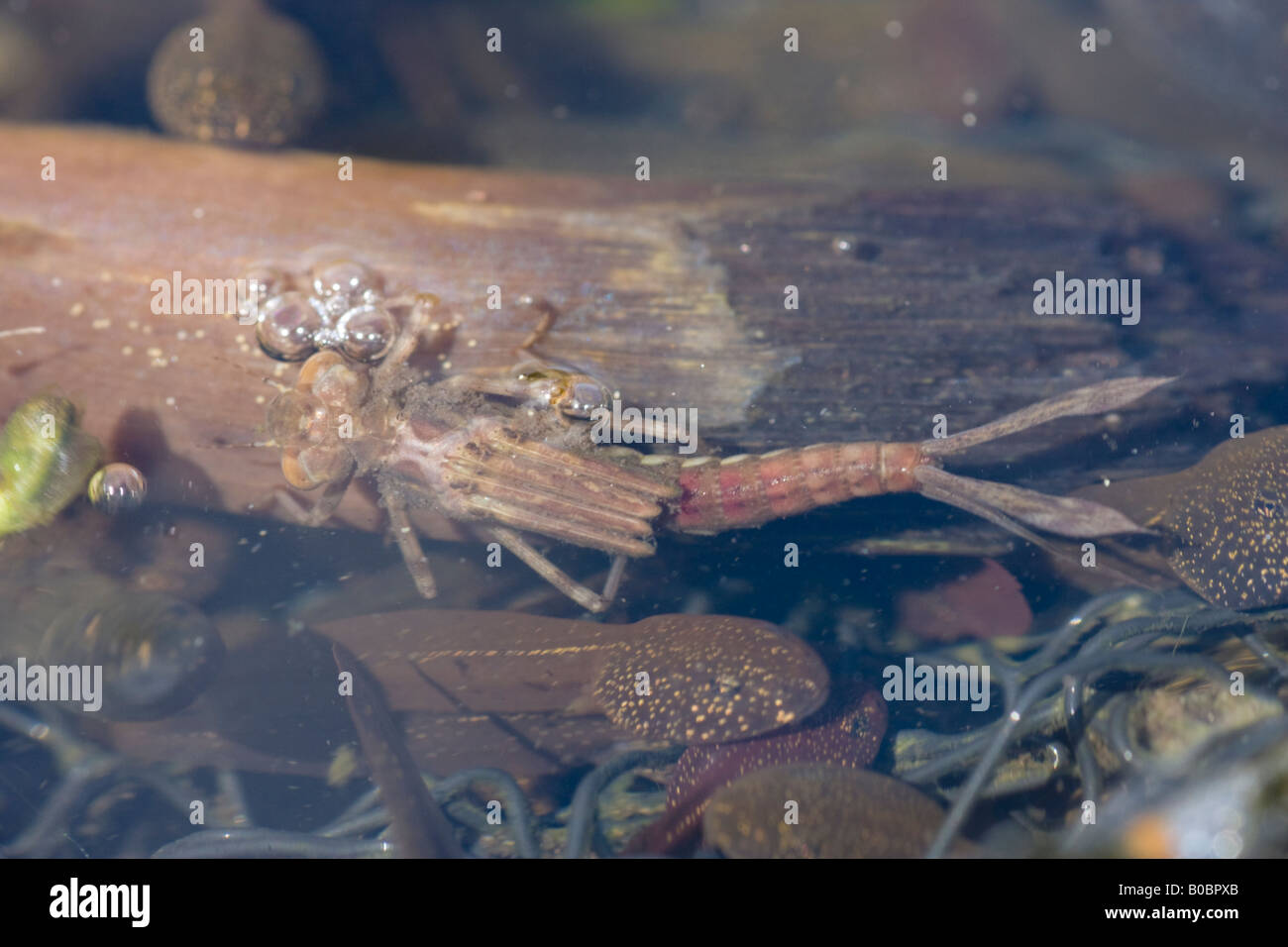 Dragonfly nymph underwater hi-res stock photography and images - Alamy