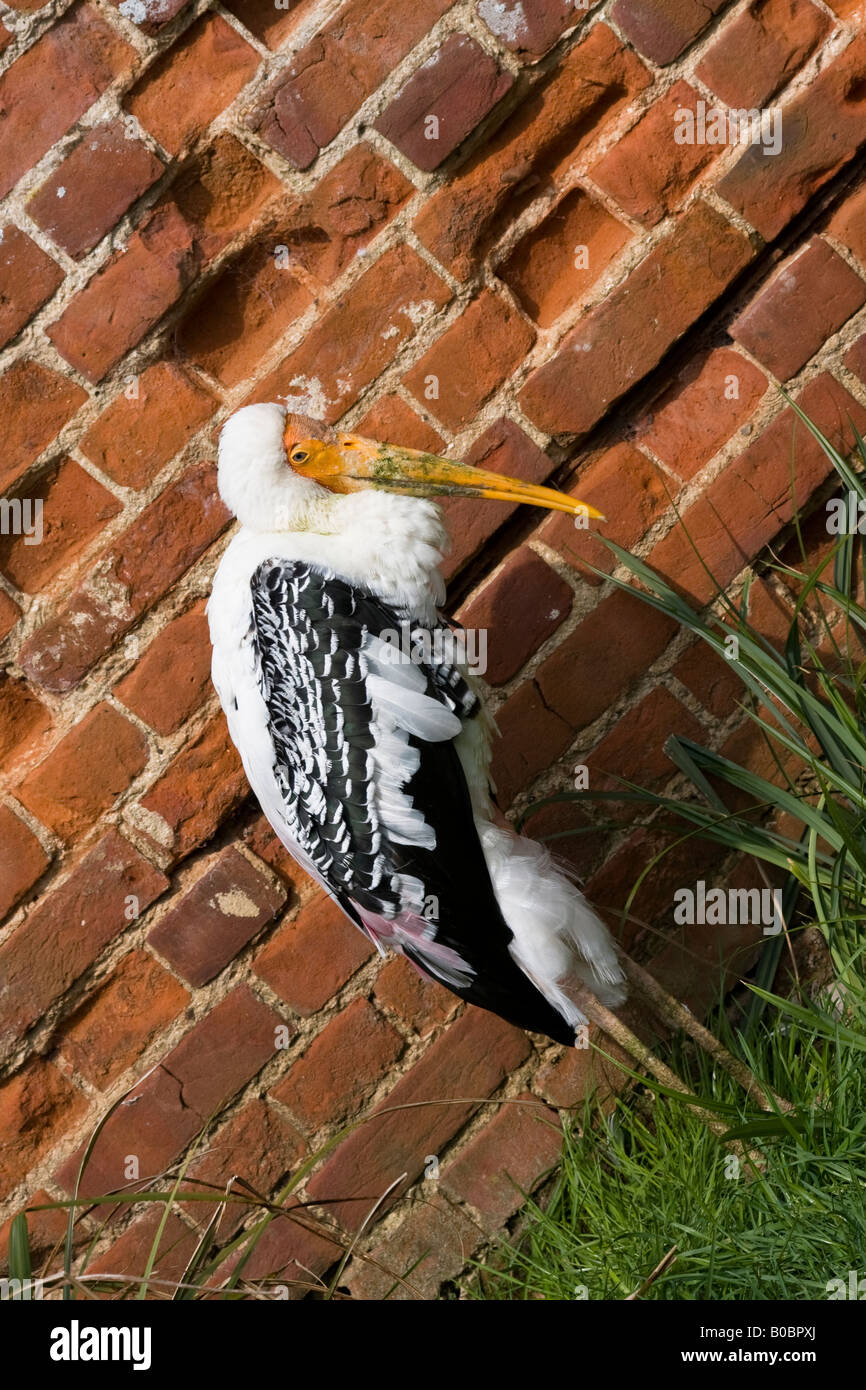 Painted Stork - Mycteria leucocephala Stock Photo - Alamy