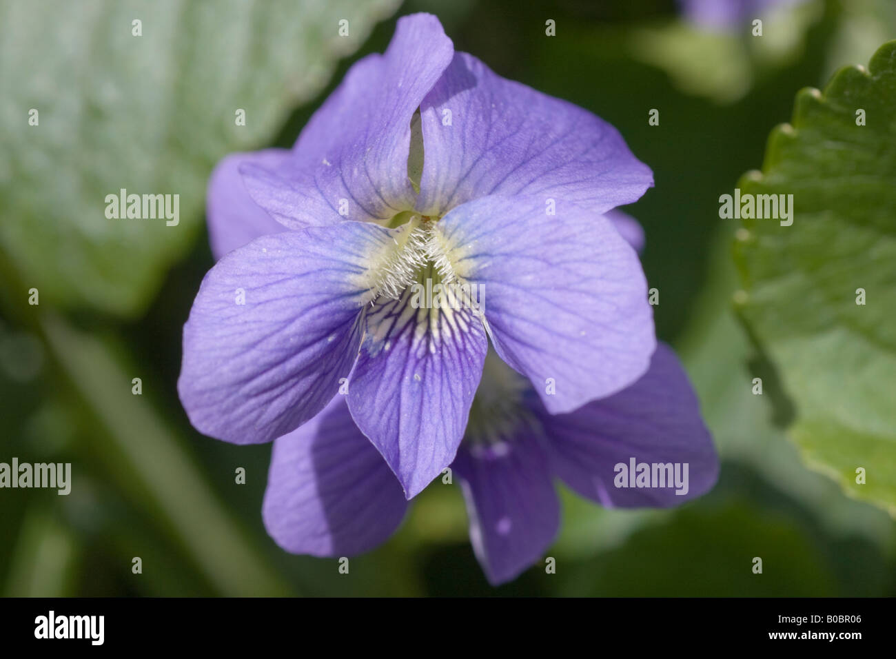 A closeup of the blue flower of a Common Blue Violet Viola sororia An ...