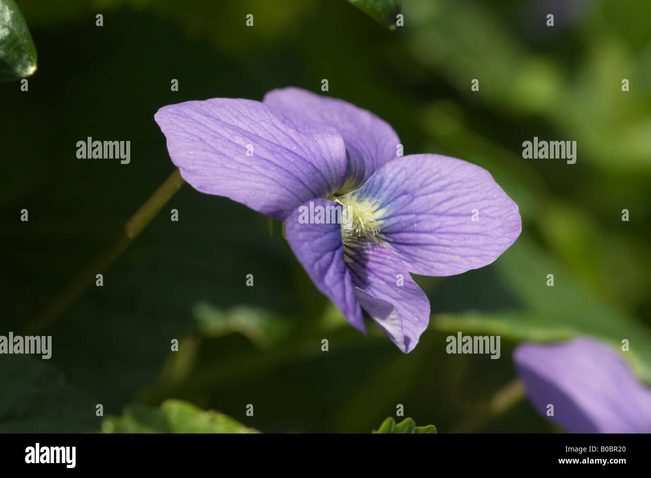 A closeup of the blue flower of a Common Blue Violet Viola sororia An ...