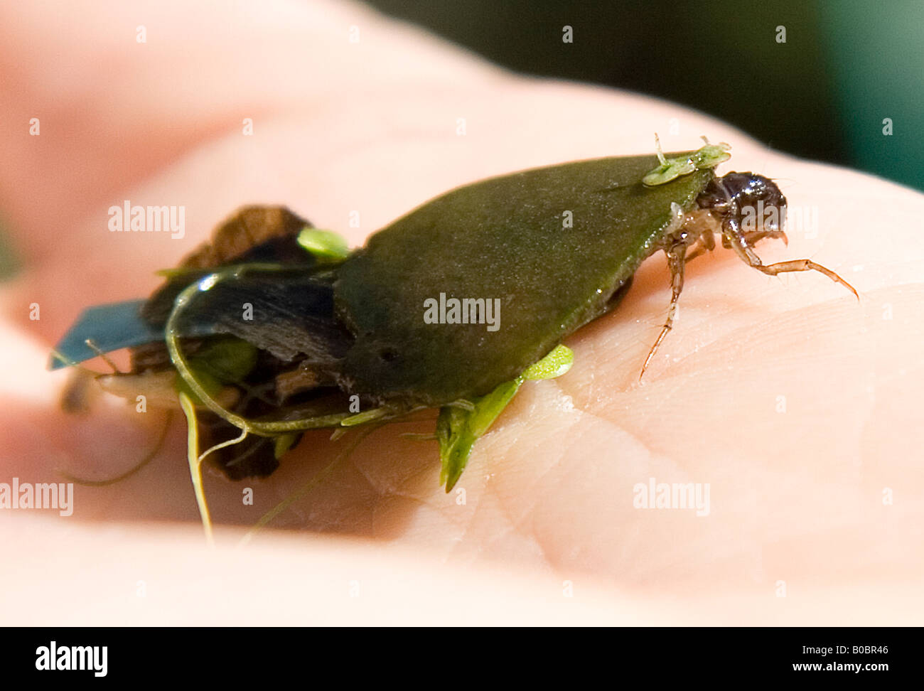caddis fly larva with cocoon of leaf debris on a human hand Stock Photo ...