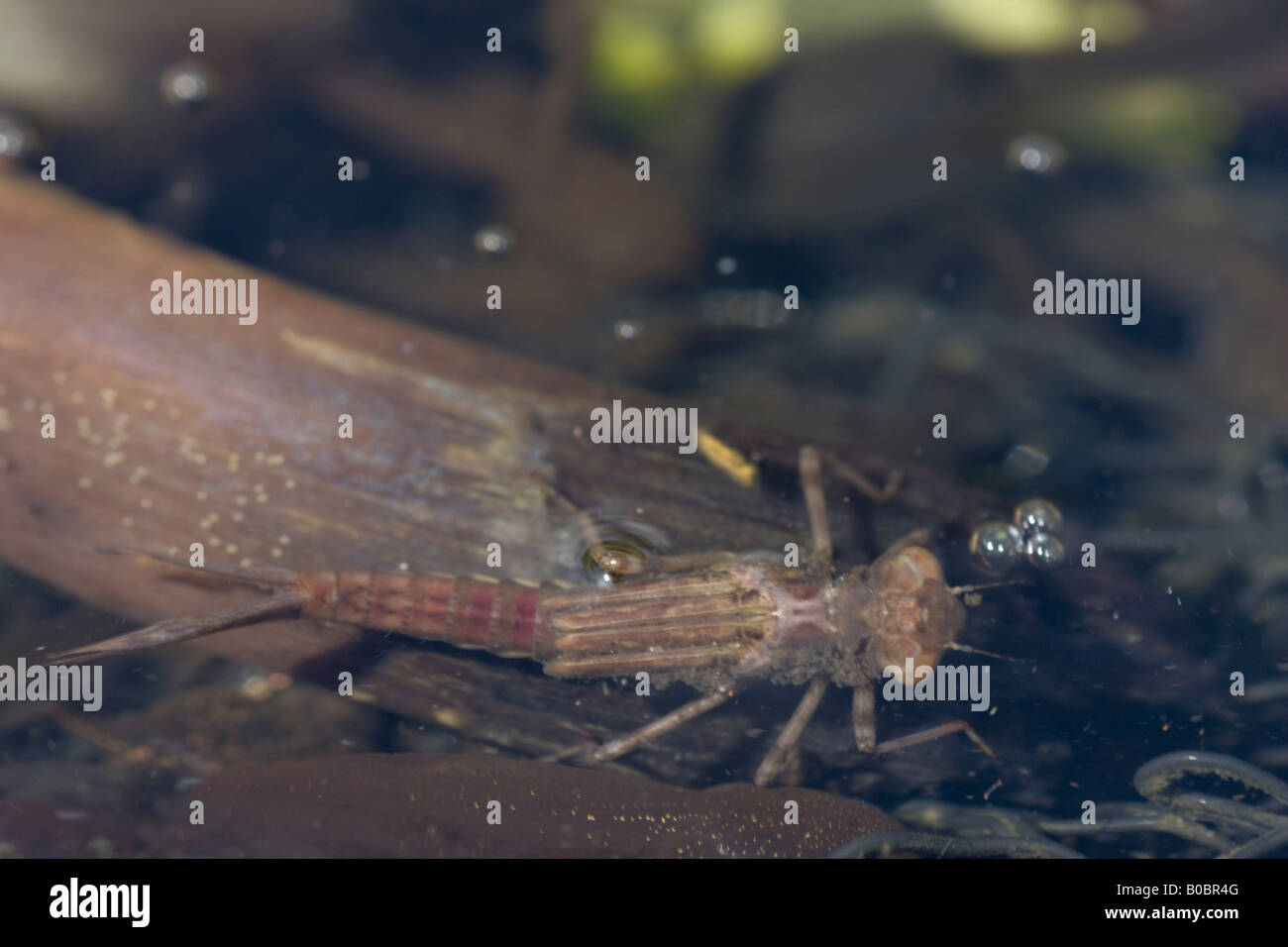 Larva In Water Stock Photos & Larva In Water Stock Images - Alamy