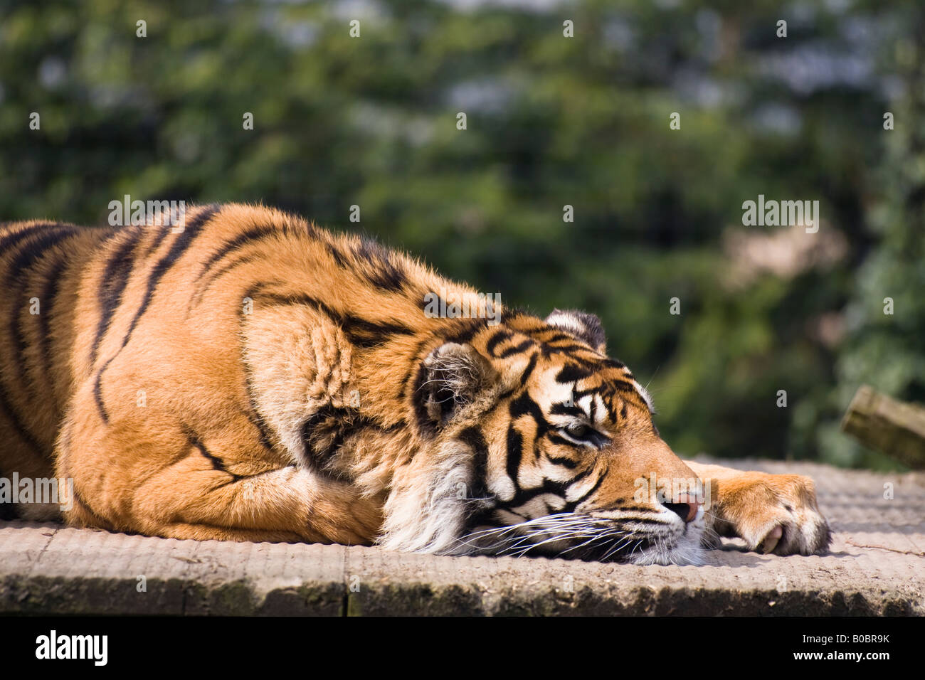 Tiger tigers sleep sleeping hi-res stock photography and images - Alamy