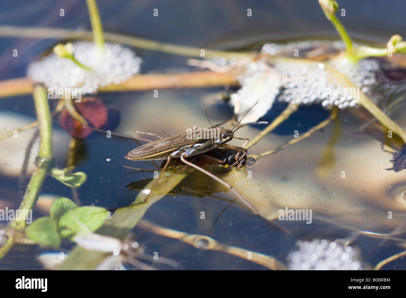 A pond scater, Gerris species, with prey. An aquatic insect that can ...