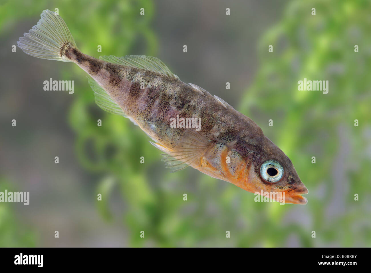 Stickleback uk hi-res stock photography and images - Alamy