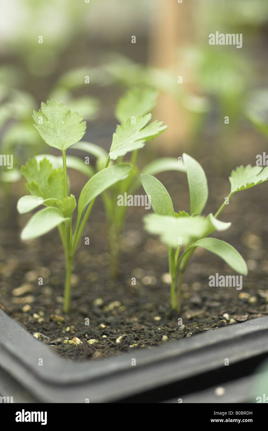 Coriander seedlings hi-res stock photography and images - Alamy