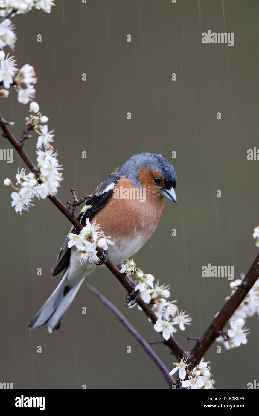 Rain photograph hi-res stock photography and images - Alamy