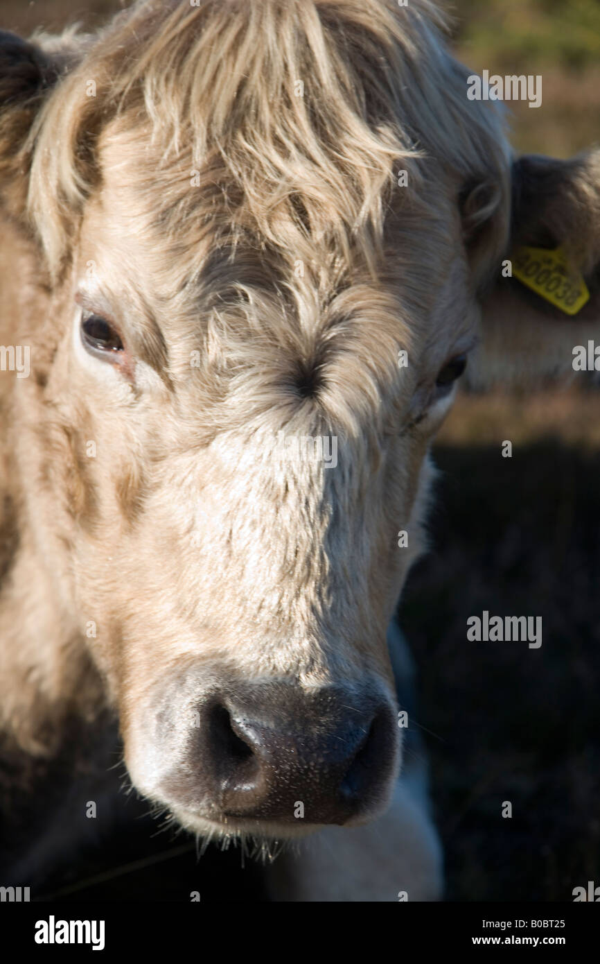 The dun cow hi-res stock photography and images - Alamy