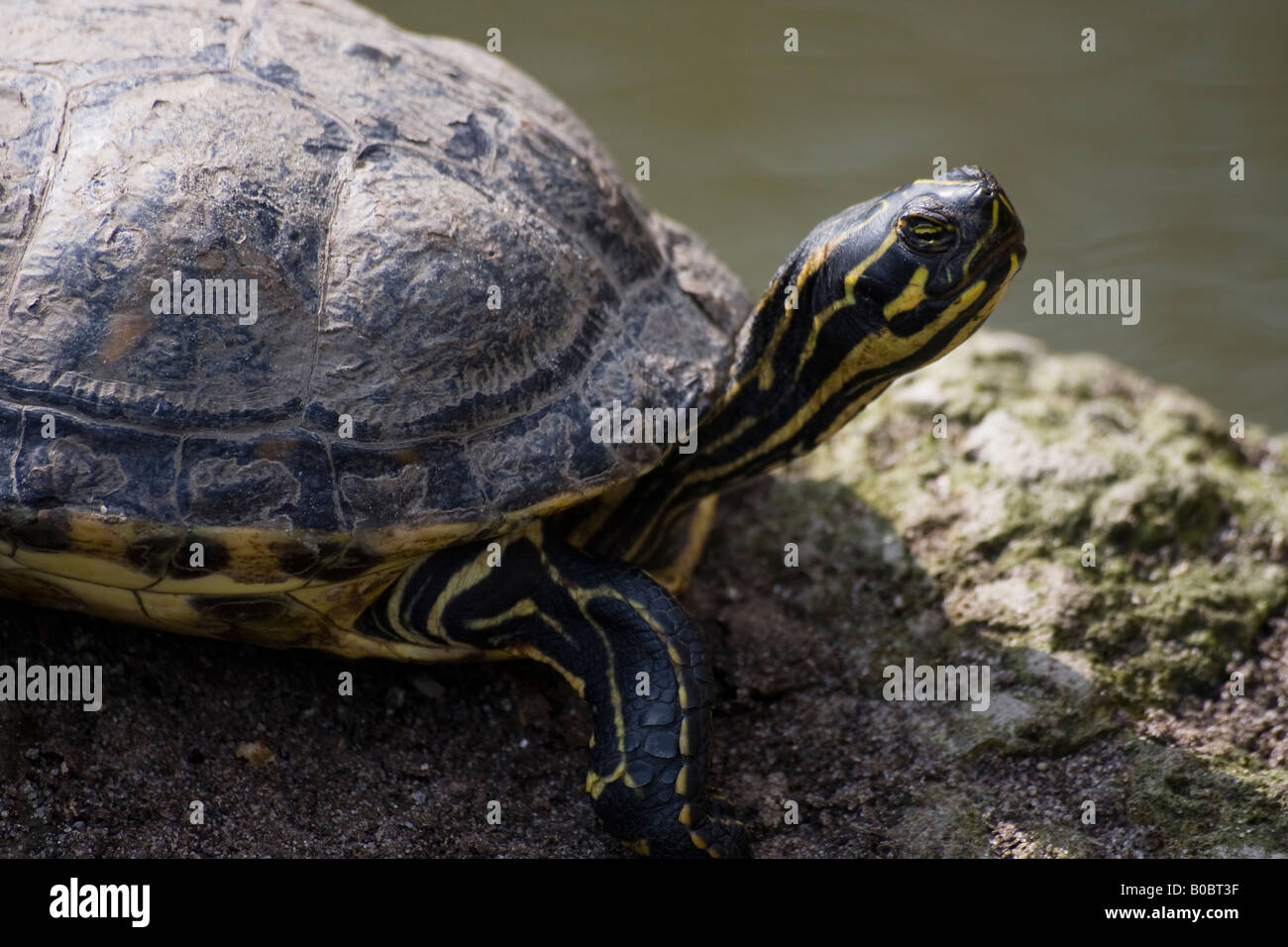 Turtle With Neck Extended High Resolution Stock Photography and Images ...
