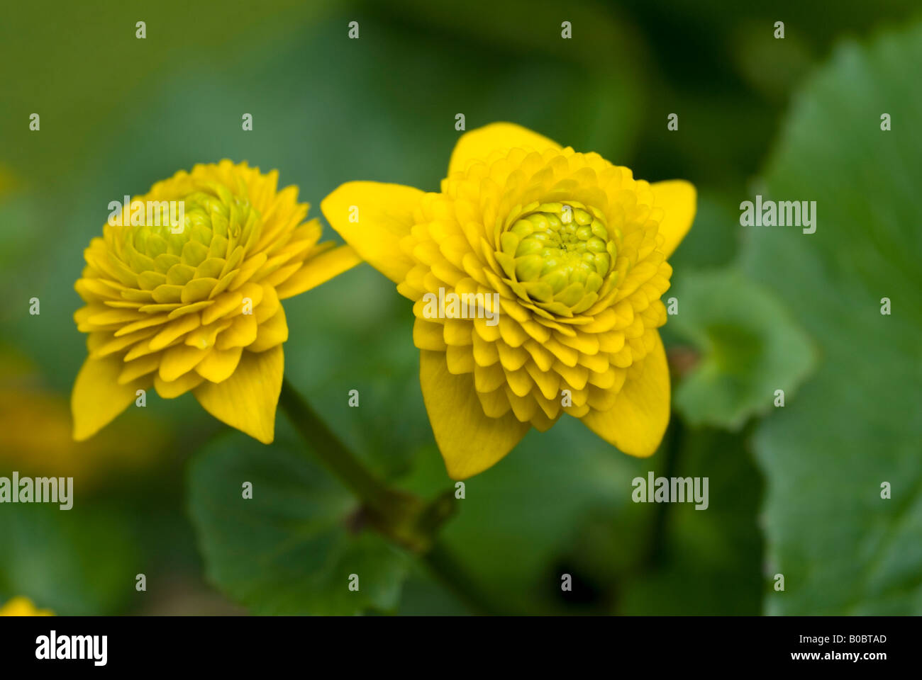 Double Marsh Marigold, Caltha palustris, Flore Plena Stock Photo - Alamy
