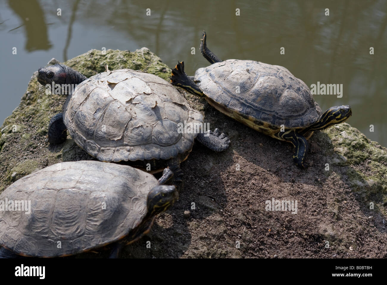 Red eared turtle - Red-eared slider with legs in air Thrigby Zoo ...