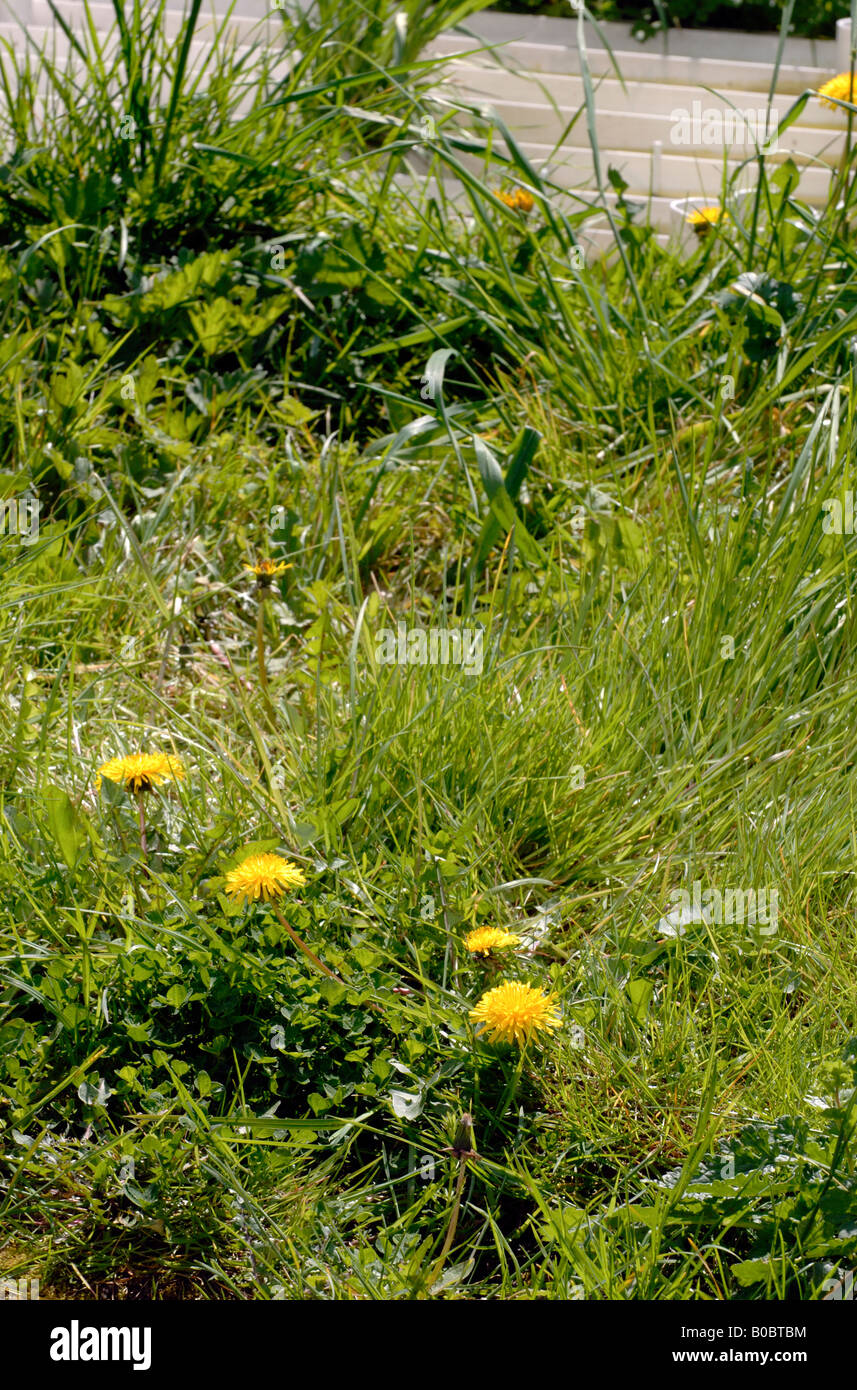 Scrubby grass hi-res stock photography and images - Alamy