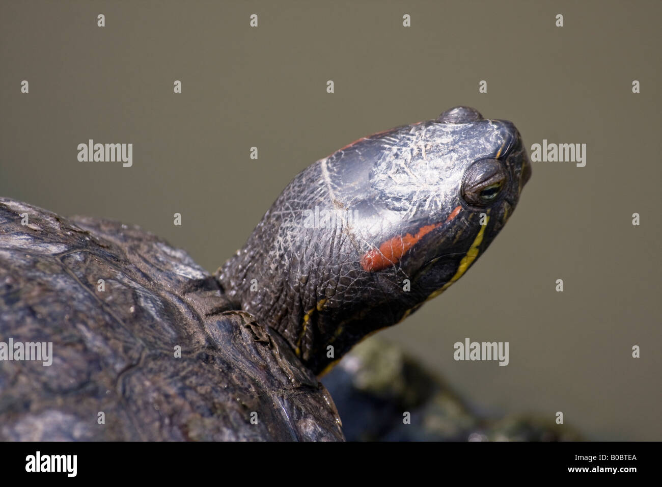 Red eared turtle - Red-eared slider - Thrigby Zoo Norfolk Stock Photo ...