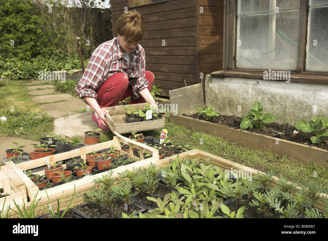 Plants hardening off greenhouse hi-res stock photography and images - Alamy