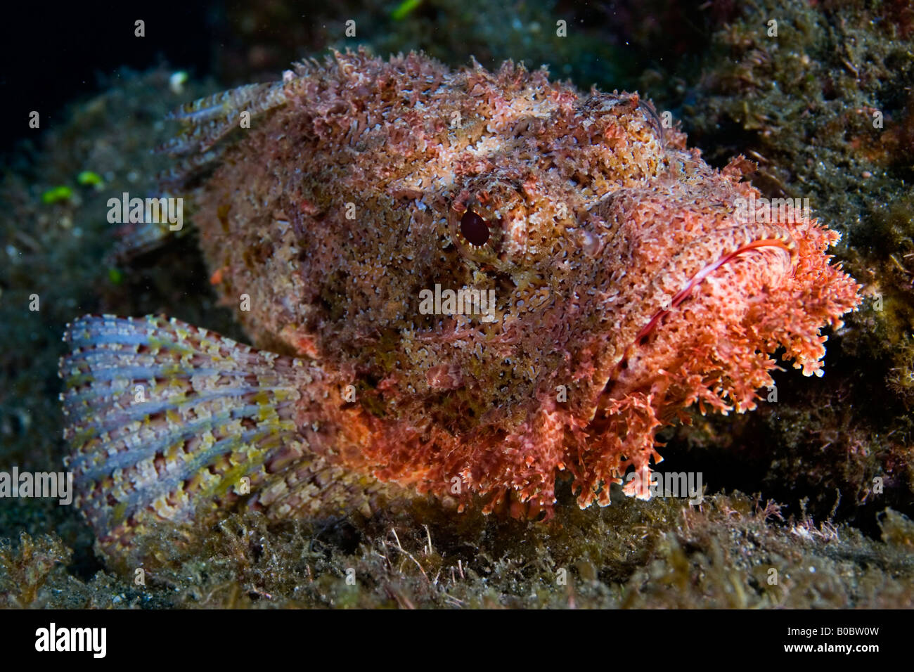 Scorpion fish, Revillagigedo islands, Socorro islands, scuba, diving ...