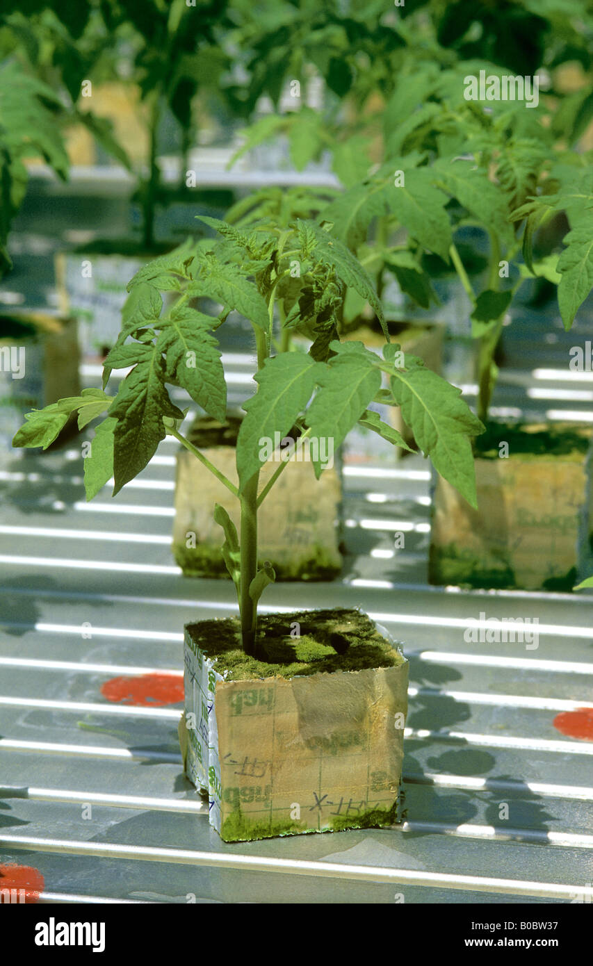 Hydroponics Growing Tomatoes in Stone Wool Blocks Stock Photo - Alamy