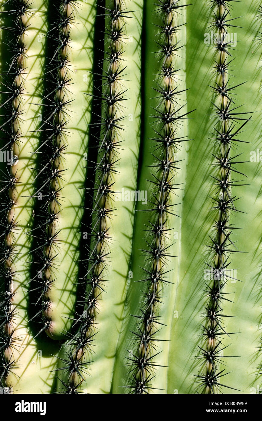 Closeup of saguaro cactus spines Stock Photo - Alamy