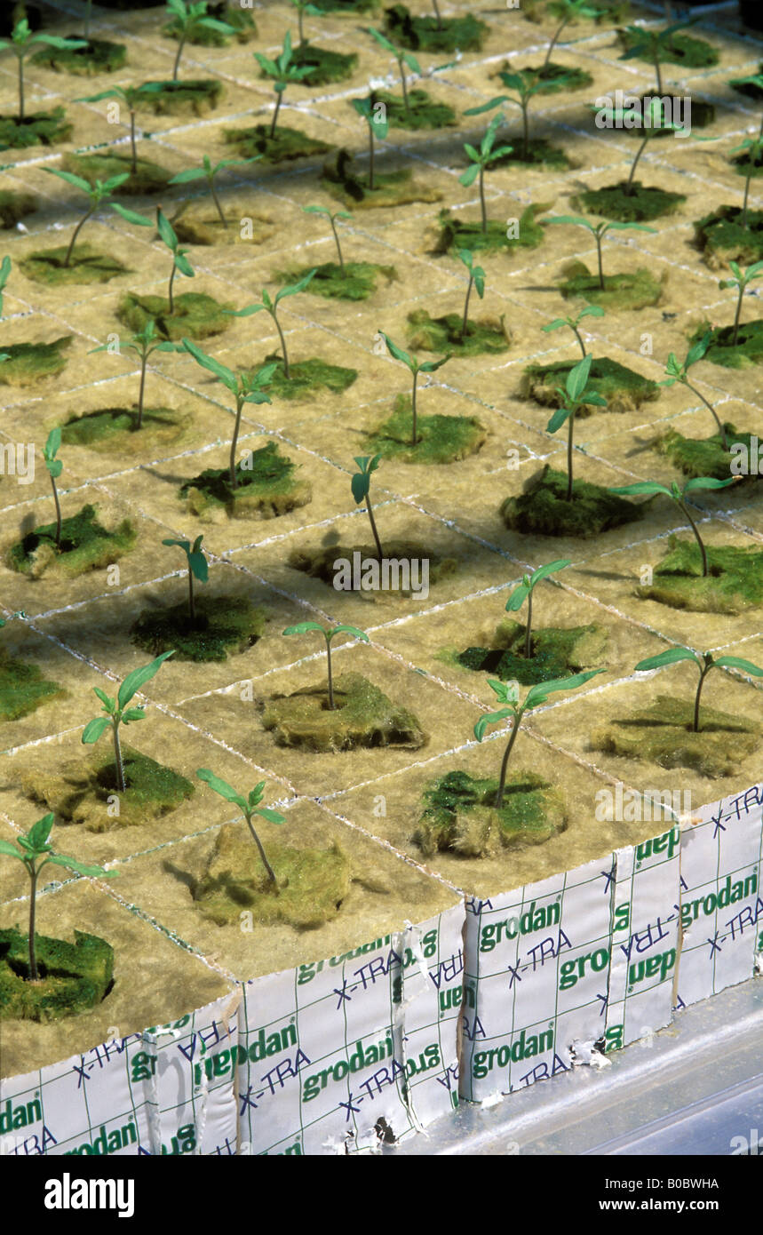 Hydroponics Growing Tomatoes in Stone Wool Blocks Stock Photo - Alamy