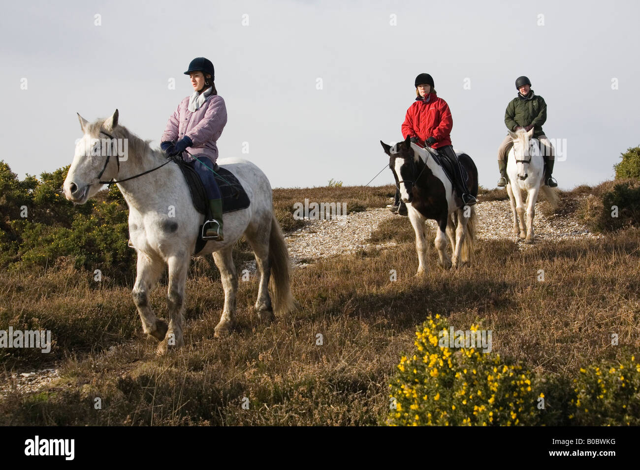 Pony trekking on Hampton Ridge New Forest Hampshire UK Stock Photo - Alamy