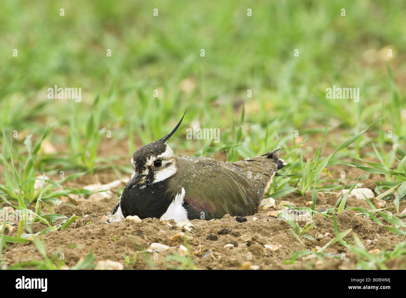 Lapwing vanellus vanellus on nest in ceral crop Norfolk UK April Stock ...