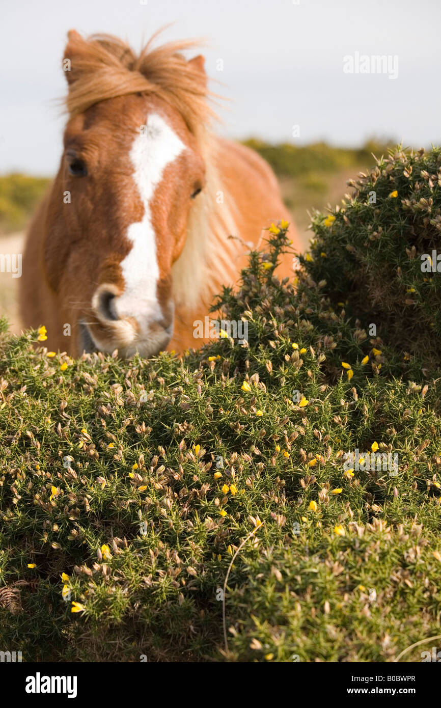 A pony eating gorse in the New Forest Hampshire UK Stock Photo - Alamy