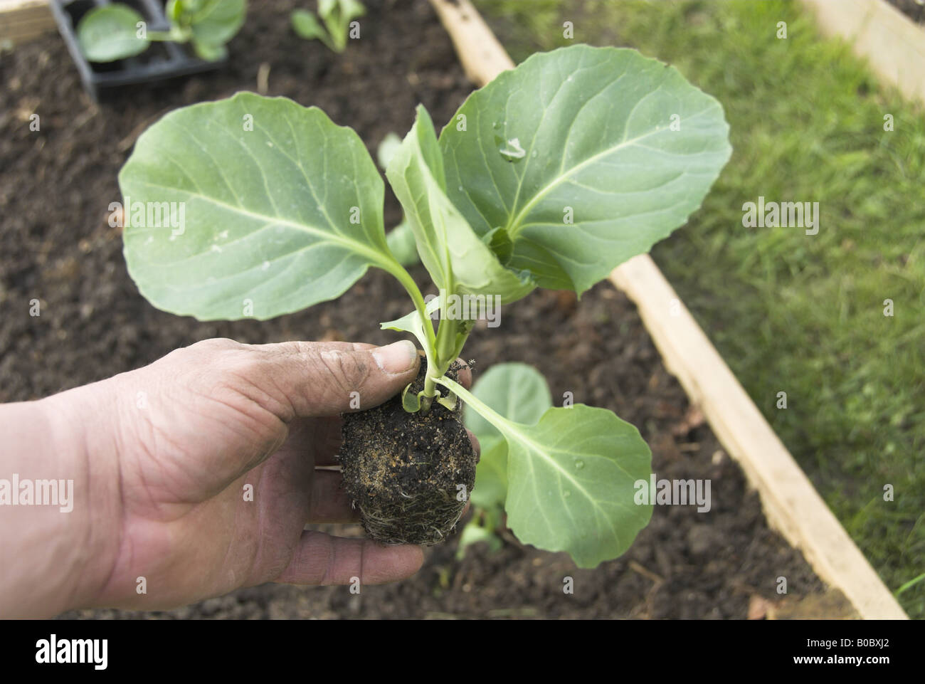 Planting out summer cabbages Hispi F1 in a small raised bed vegetable ...