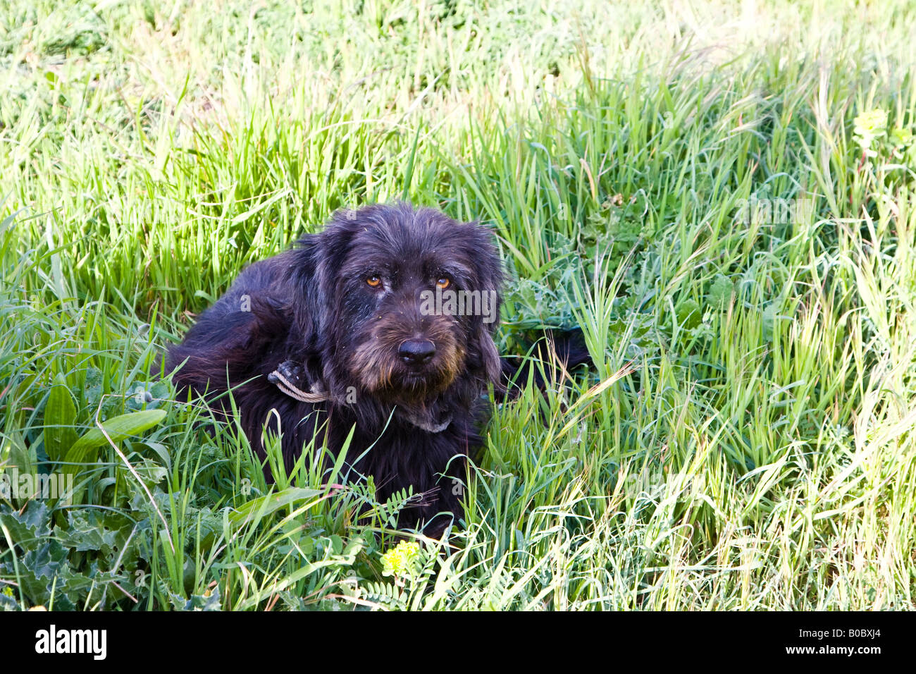 Dog portrait in green grass background Stock Photo - Alamy