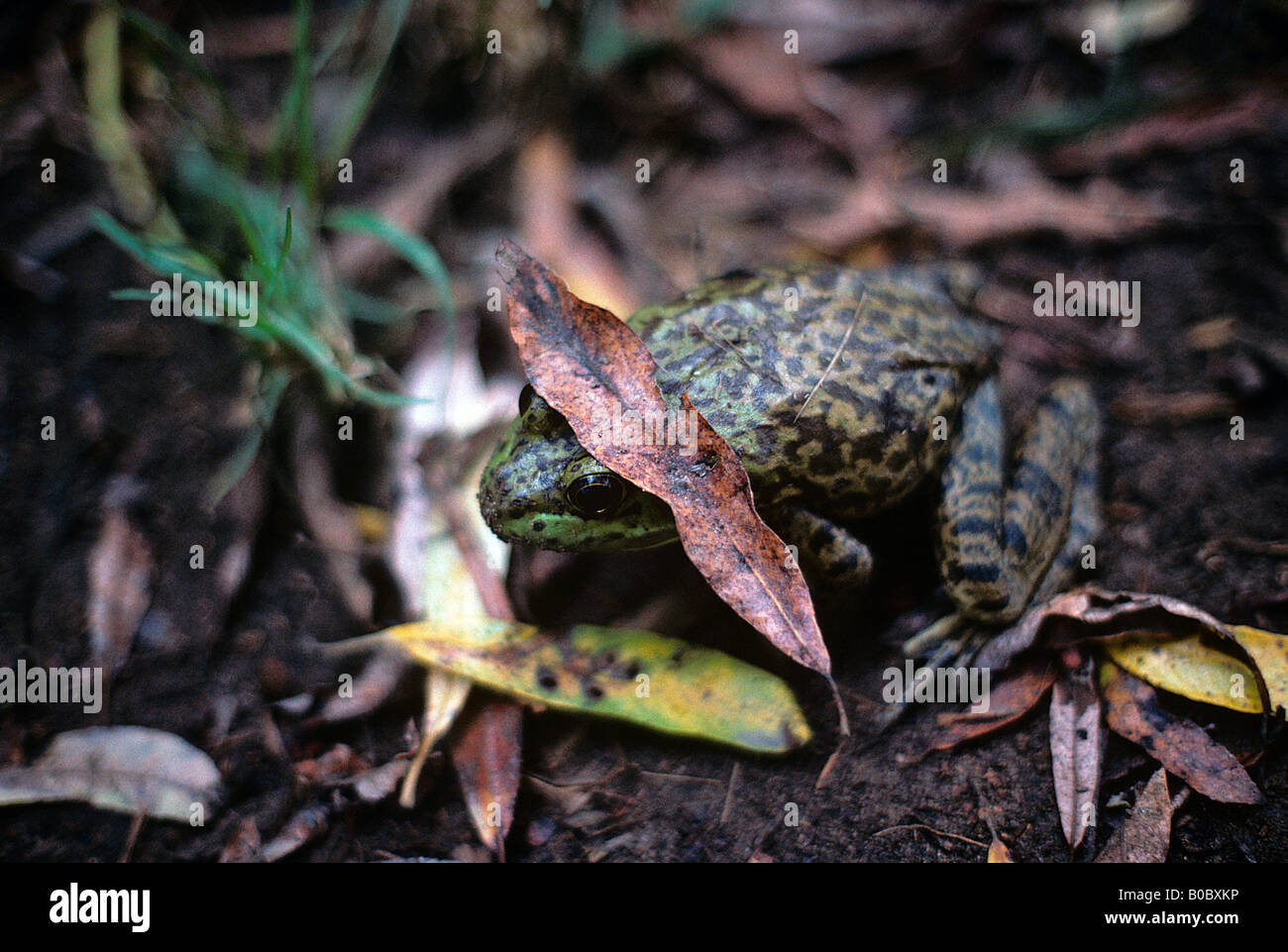 Female Bull frog Stock Photo - Alamy