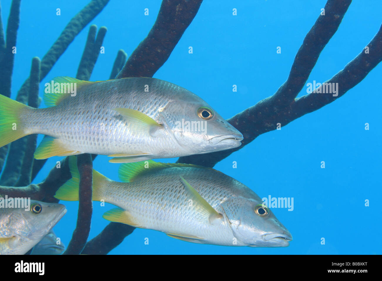 Schoolmaster fish hi-res stock photography and images - Alamy