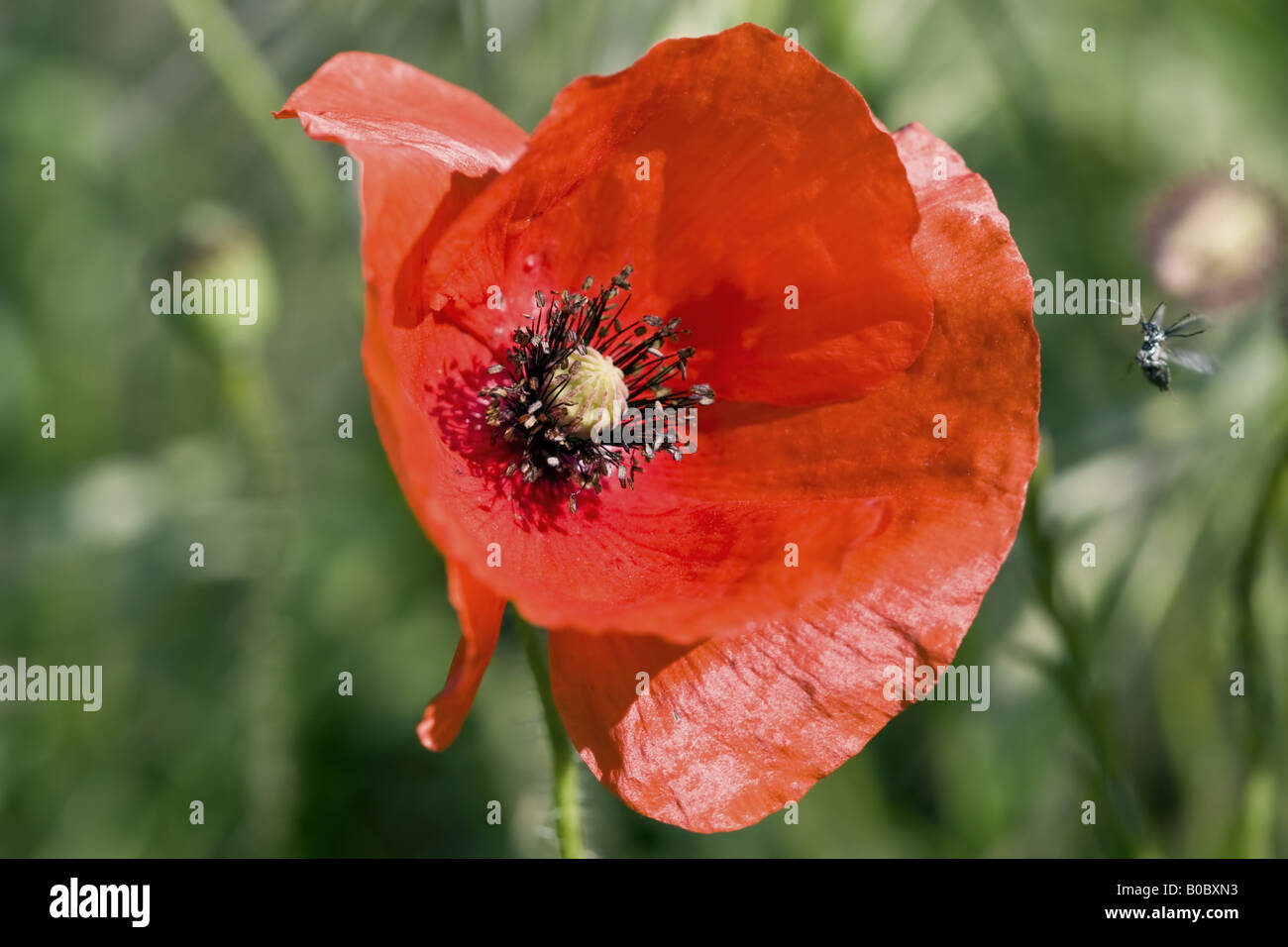 Shirley poppies hi-res stock photography and images - Alamy