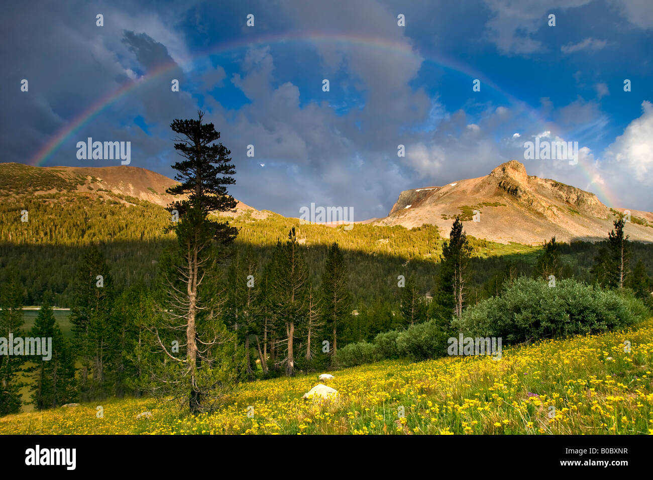 Ponderosa pine yosemite national hi-res stock photography and images ...
