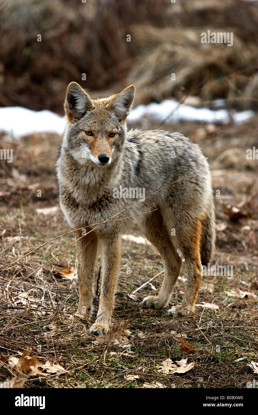 Coyote in Yosemite Valley in Yosemite National Park California Stock ...