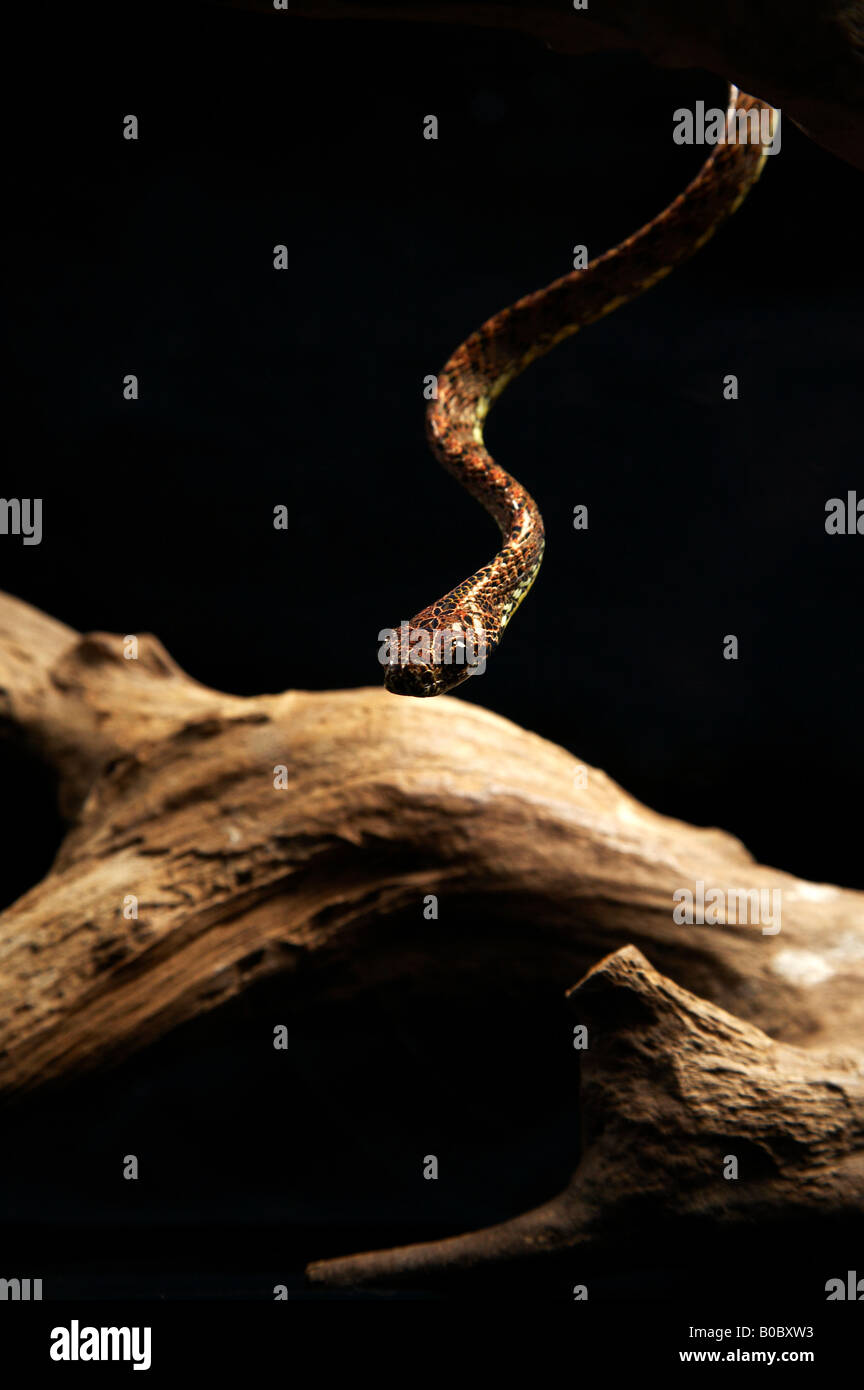 Madagascar Tree Boa Snake coiling down Stock Photo - Alamy