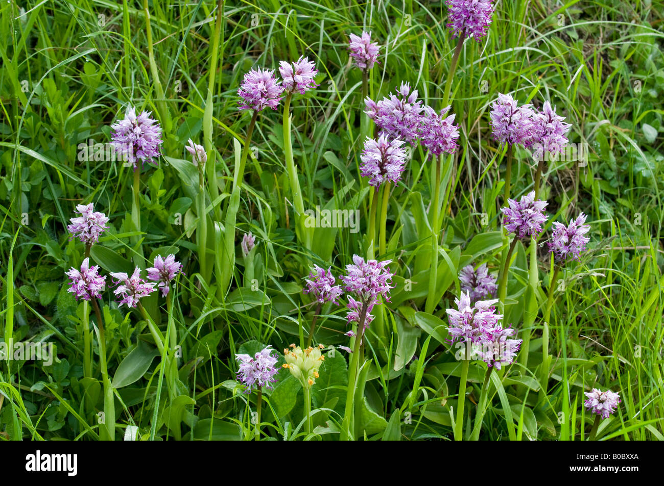 Orchis simia hi-res stock photography and images - Alamy