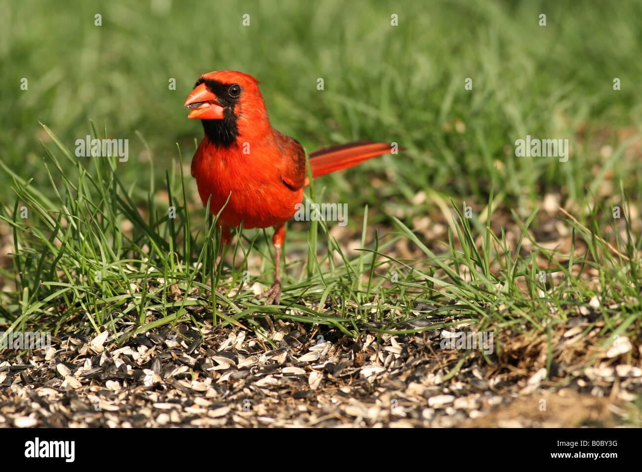 Male Northern Cardinal in grass Stock Photo - Alamy