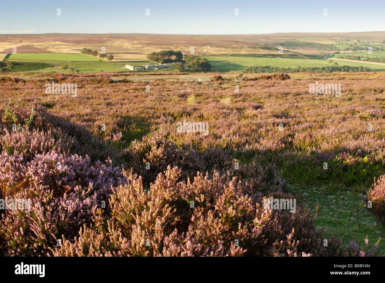 view across flowering heather covered Commondale Moor towards Thornhill ...