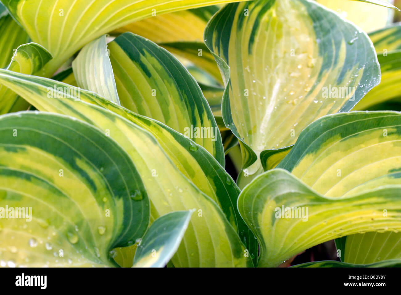 HOSTA JUNE AGM Stock Photo - Alamy