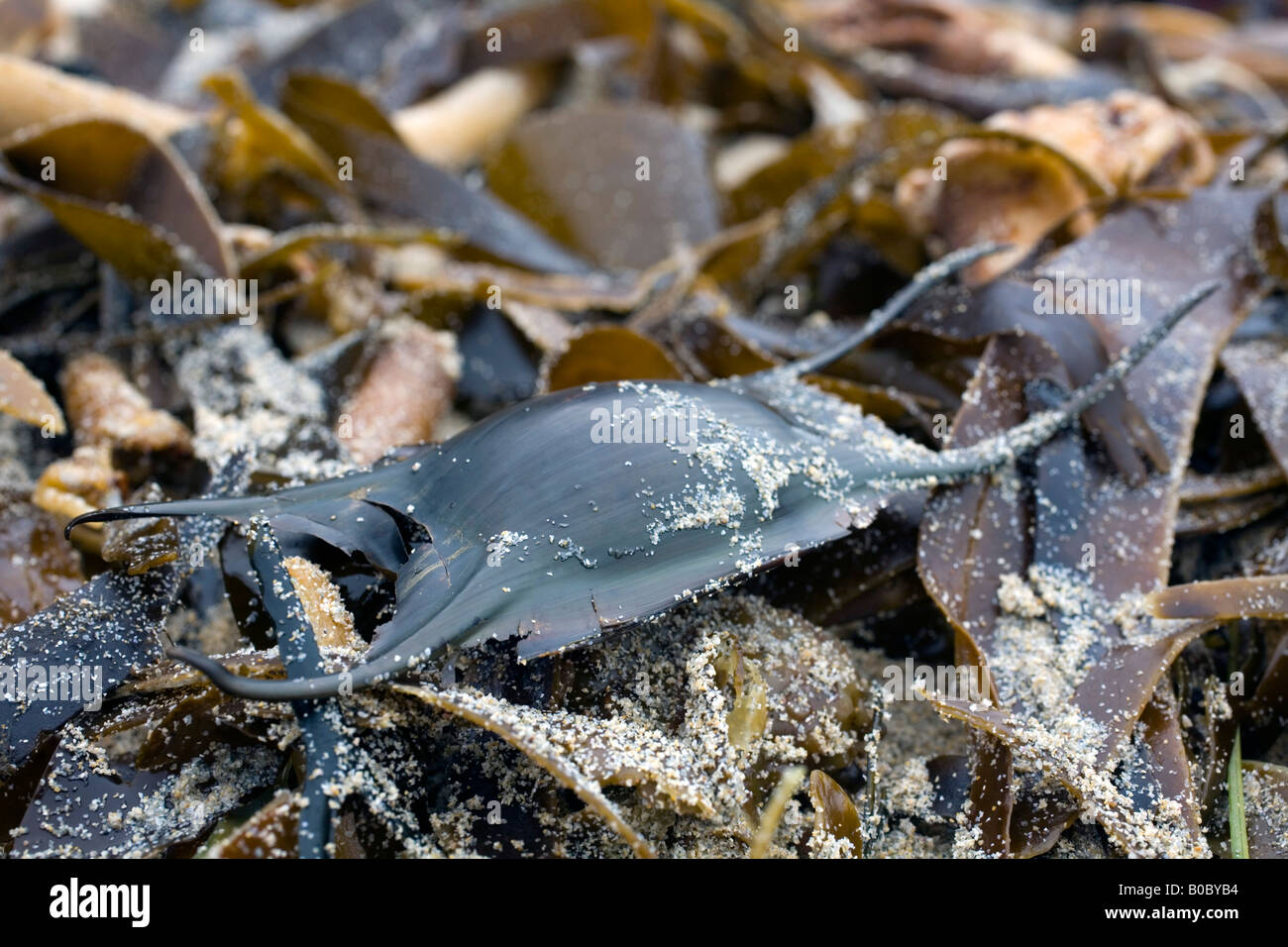 Ray egg case hi-res stock photography and images - Alamy