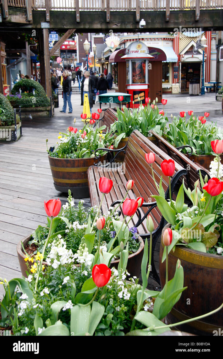 Complex flowers hi-res stock photography and images - Alamy