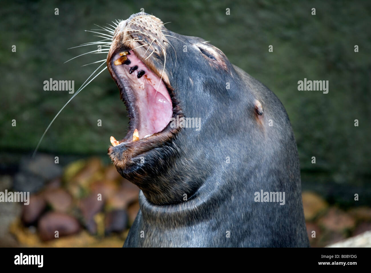 boadicea southern sea lion resident at the national seal sanctuary ...