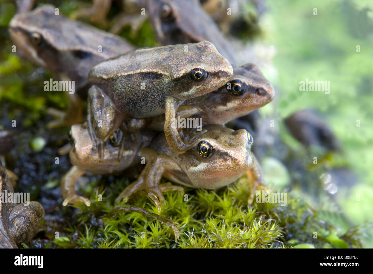 young frogs Rana temporaria spring cornwall Stock Photo - Alamy