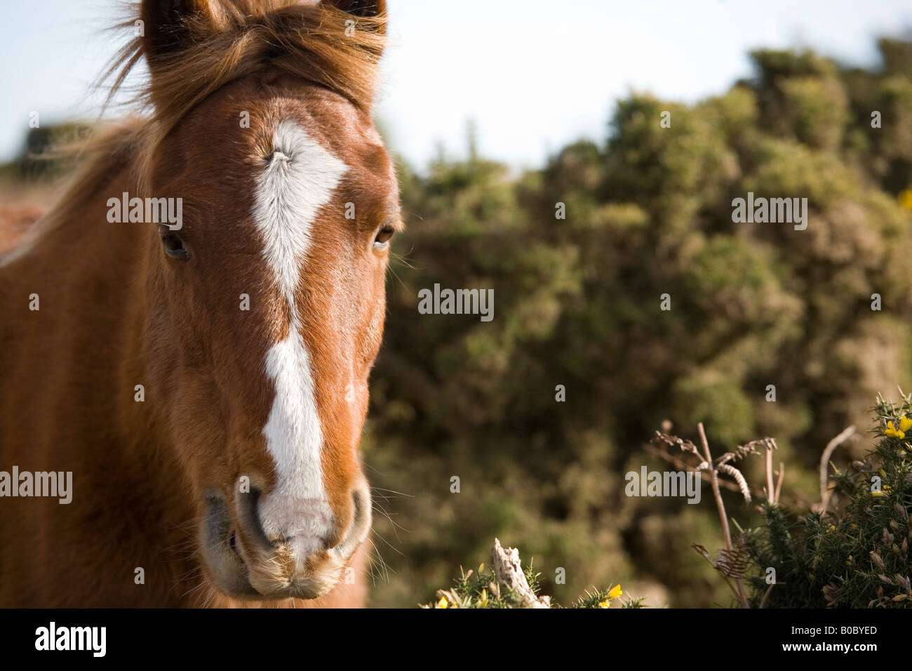Pony horse eating hi-res stock photography and images - Alamy