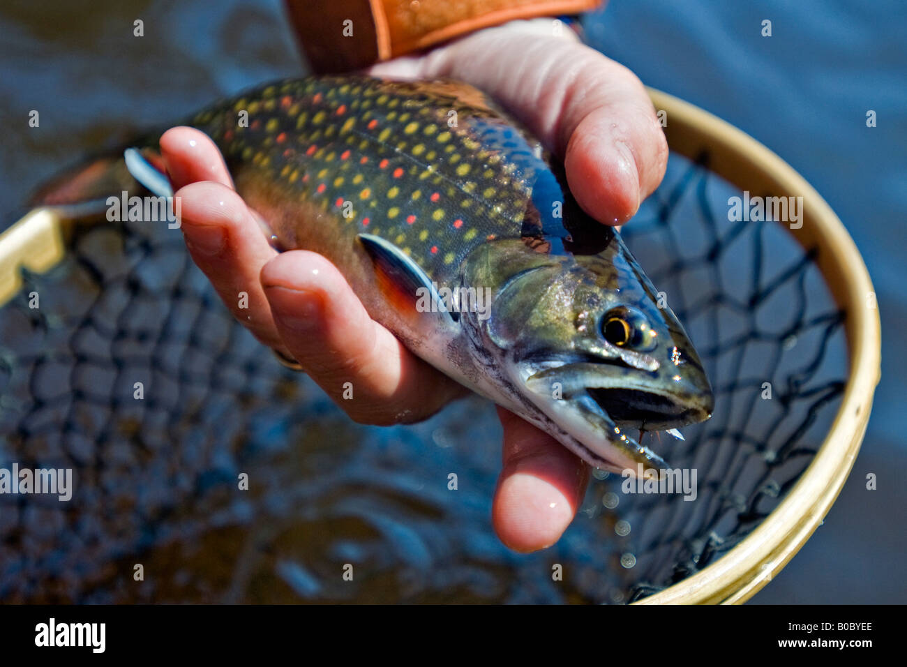 Trout fishing michigan hi-res stock photography and images - Alamy