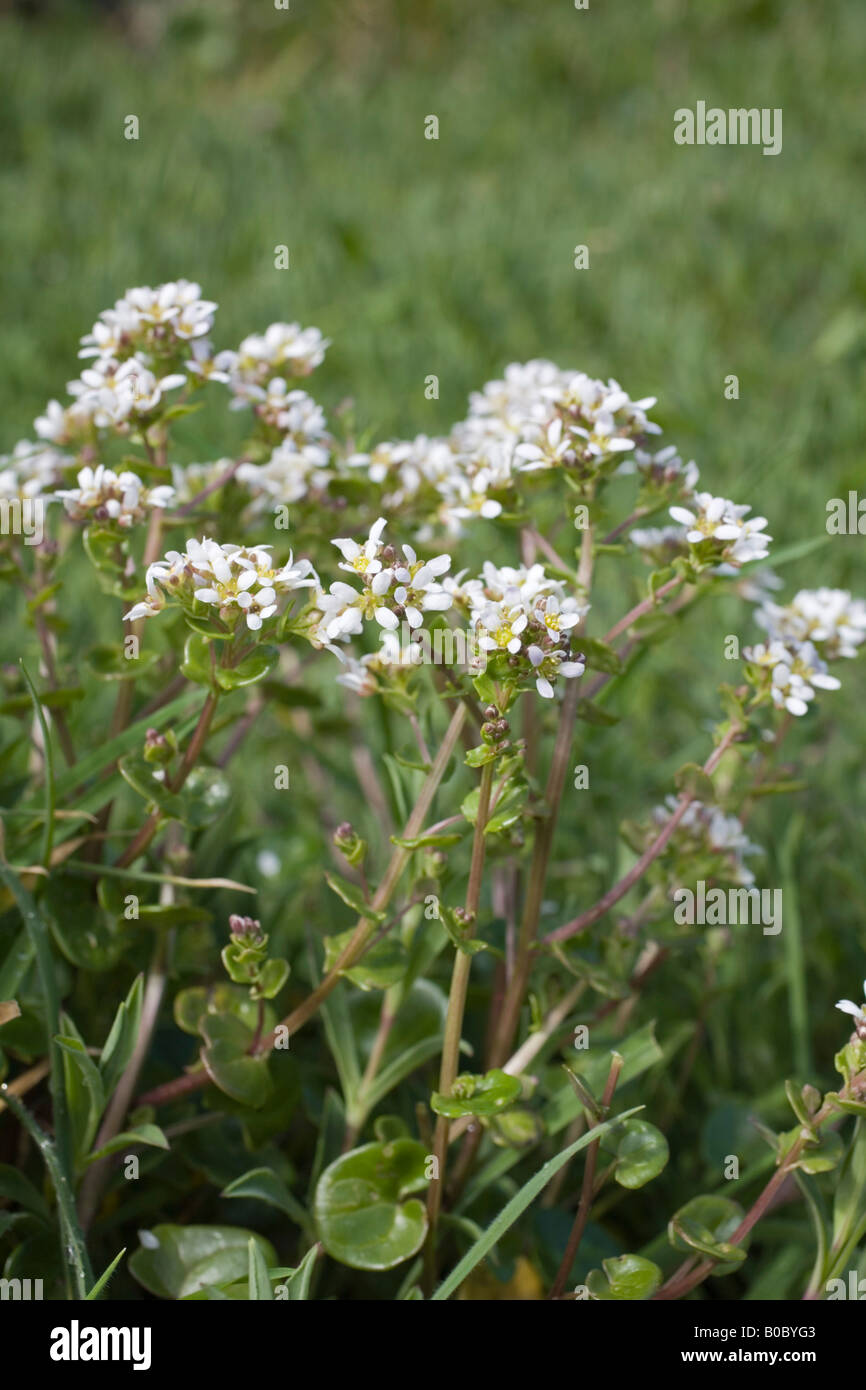 Common Scurvygrass High Resolution Stock Photography and Images - Alamy